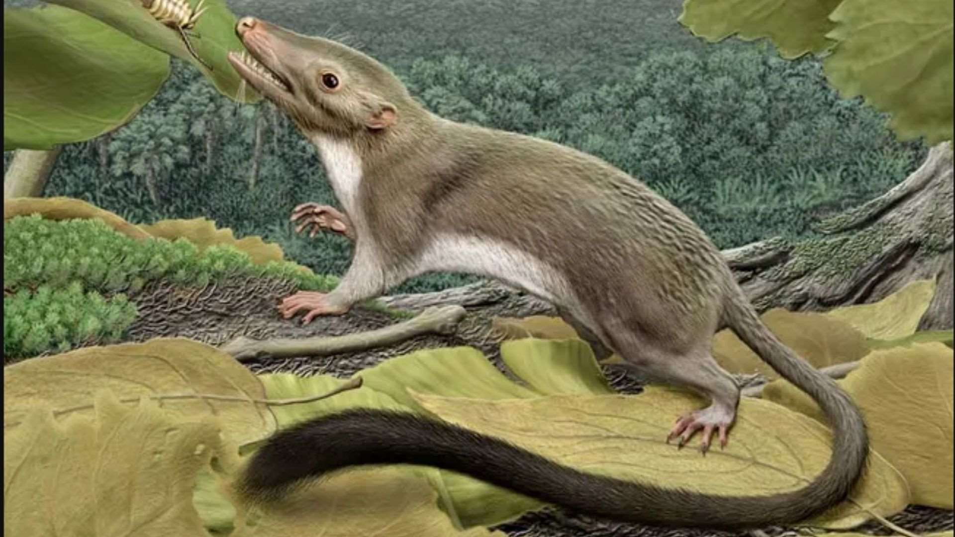 'Meet your mama': Placental mammals' common ancestor | Ep75-Programs ...