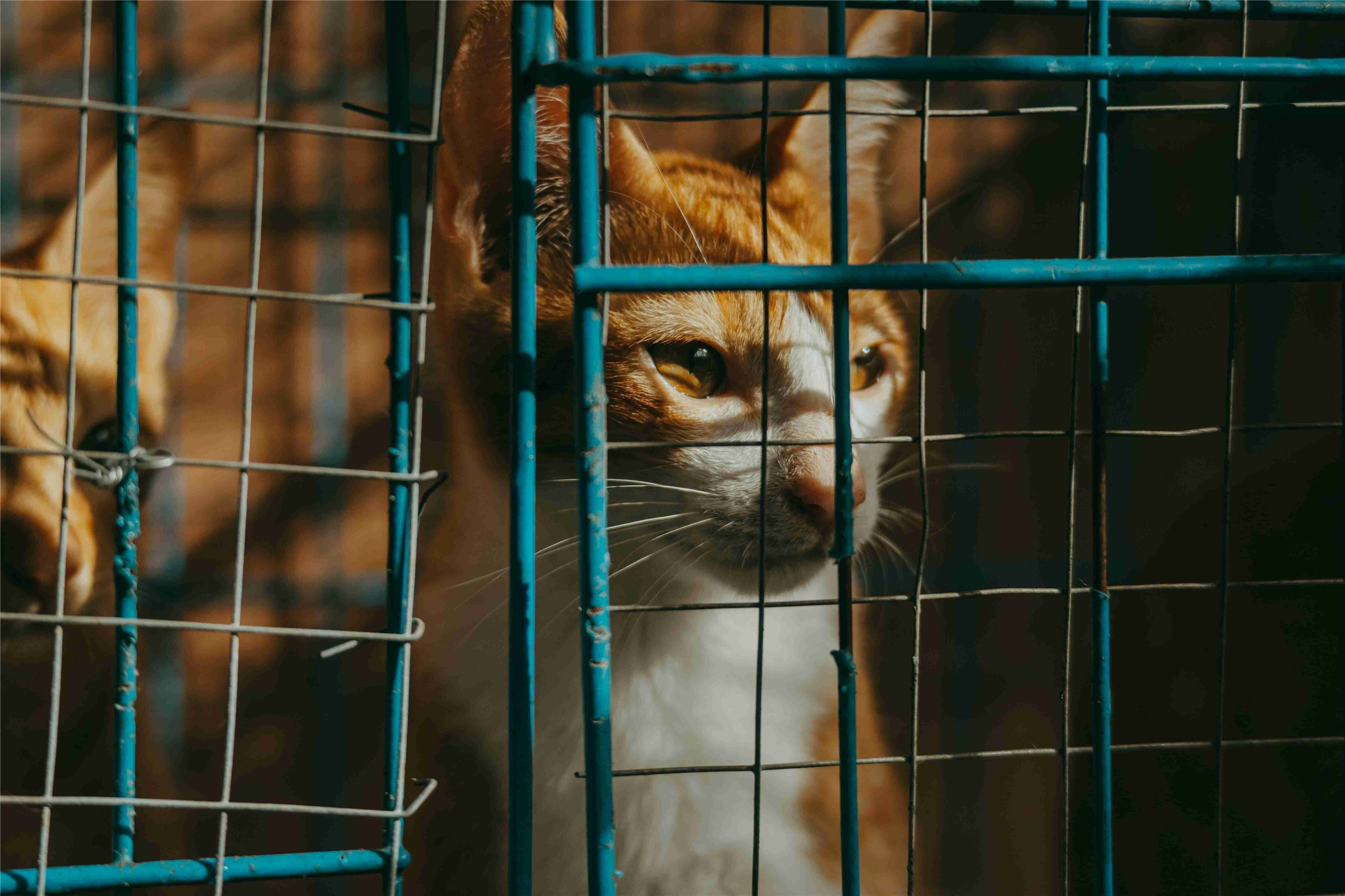 Importing pets into Taiwan: "Fail and they will destroy them" | Ep53 ...