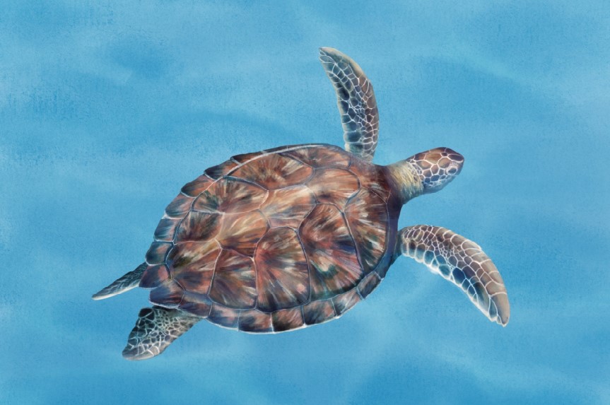 WATCH: Ocean trash threatens sea turtles at Pingtung’s popular getaway ...