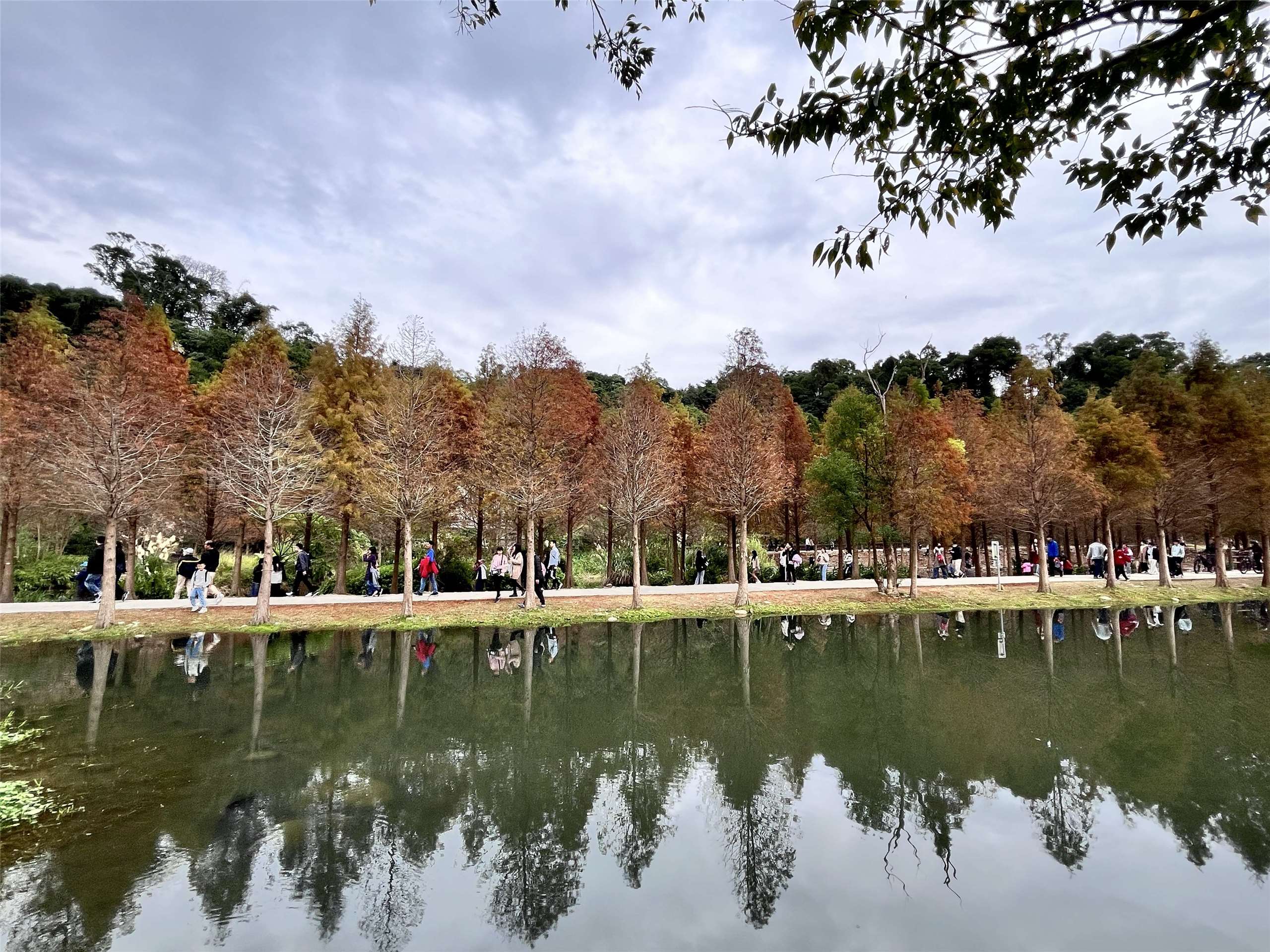 Mari Kita Jelajah Musim Daun Cypress Botak di Selatan Taiwan-Rancangan ...