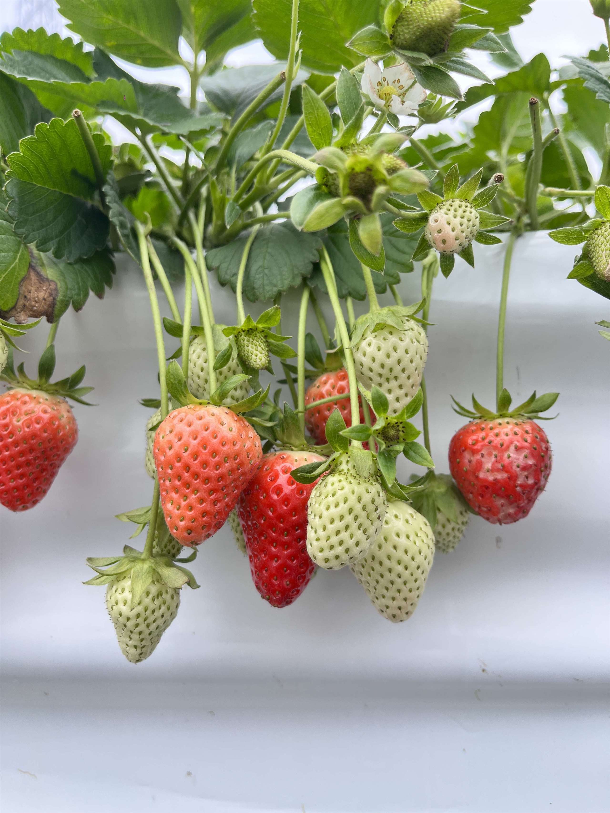 Mari Kita Jelajah Musim Strawberi di Taiwan-Rancangan-Kod Produksi dan ...